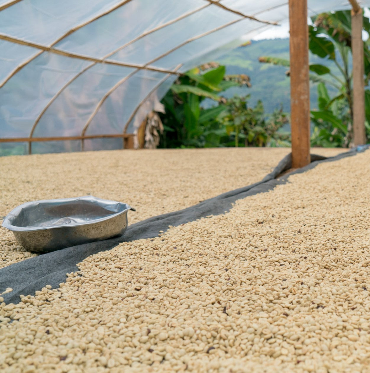 Washed Process Coffees – GOOD HUSTLE COFFEE ROASTERS